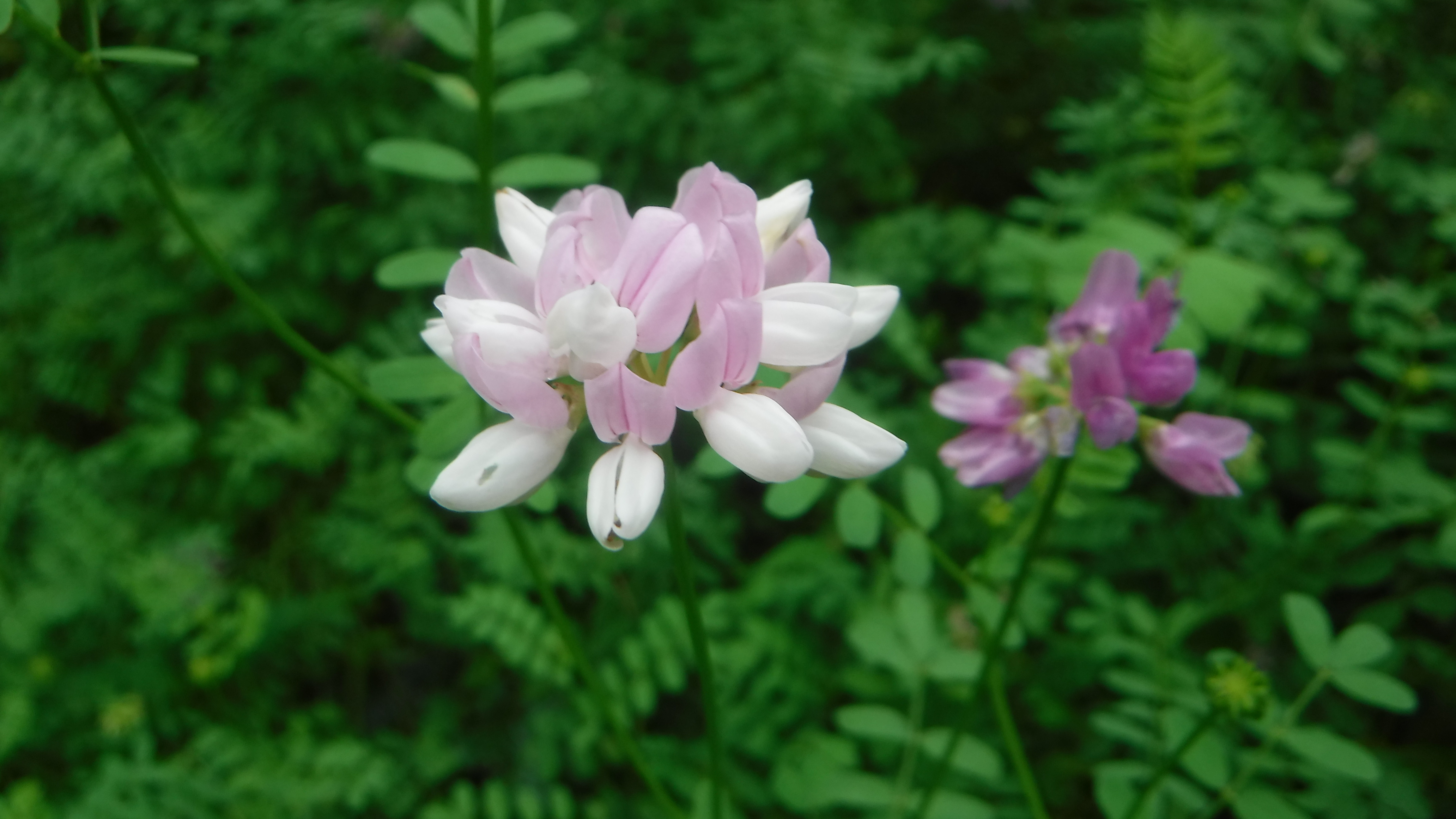 AT 2017: Day 87, U.S. 11 to Duncannon | Hike with Gravity