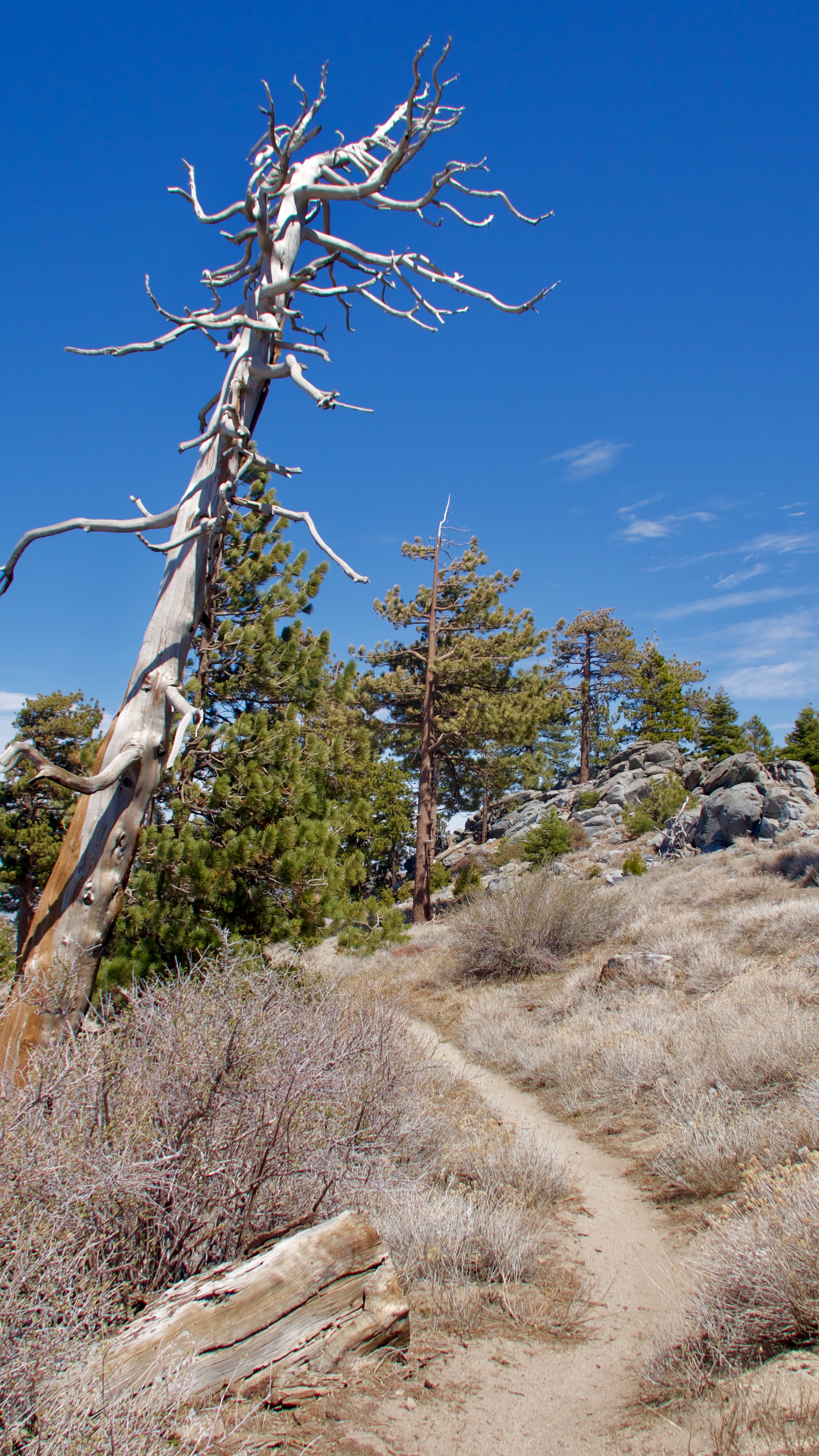PCT 2019: Day 17, Stealth Tentsite at Mile 187.3 to Fuller Ridge | Hike ...